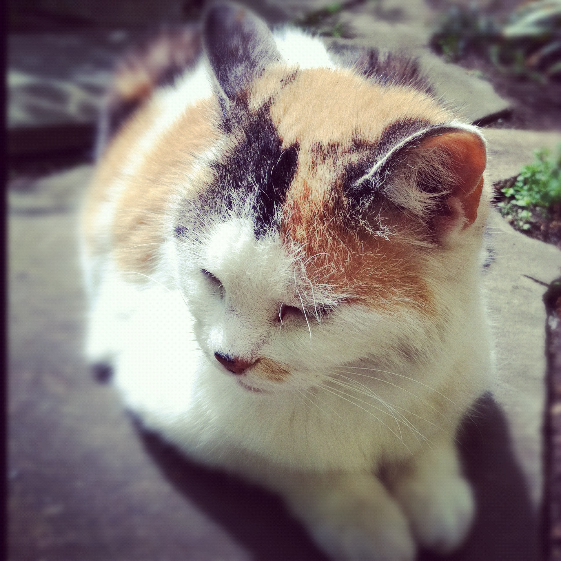 Otis the Cat | The Greenery